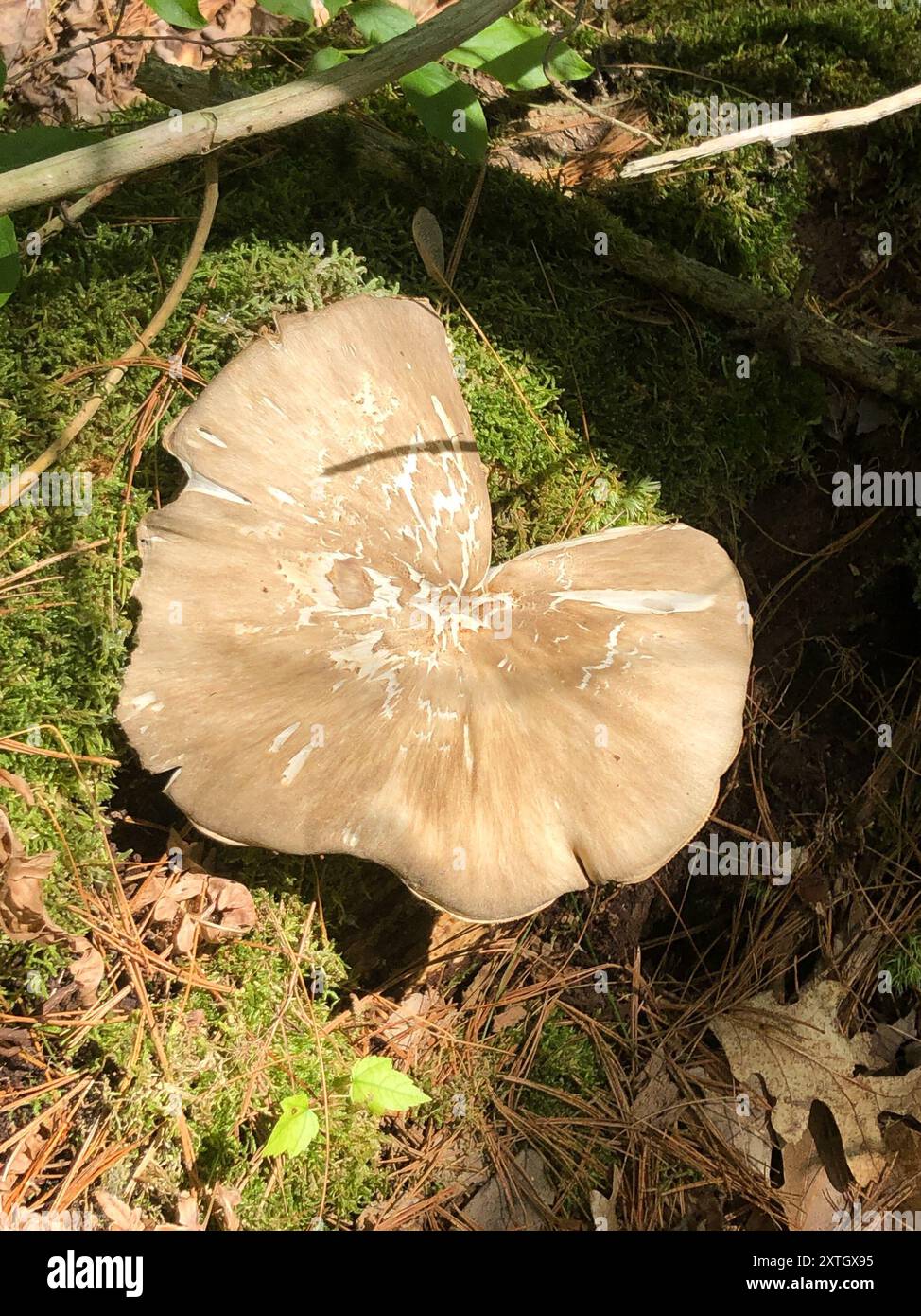 Eastern American Platterful Mushroom (Megacollybia rodmanii) Fungi ...