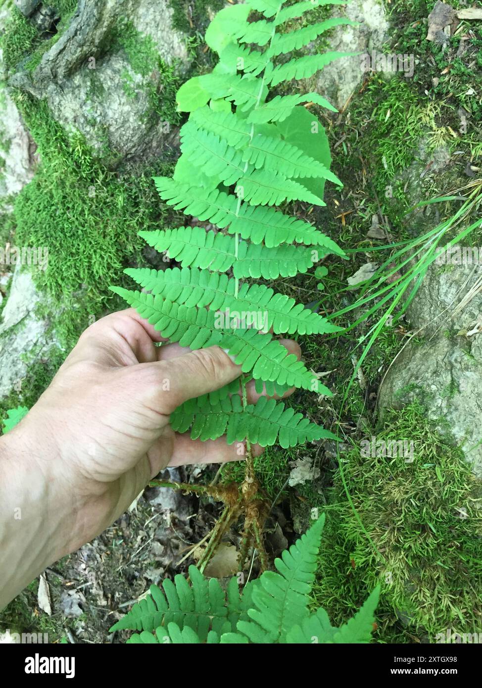 marginal wood fern (Dryopteris marginalis) Plantae Stock Photo - Alamy