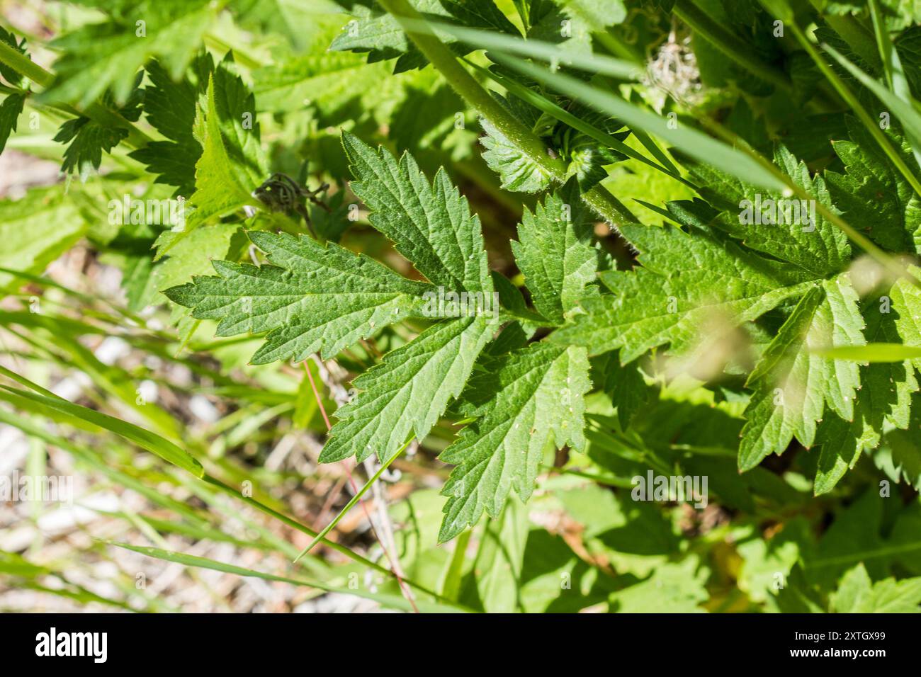 Yellow Avens (Geum aleppicum) Plantae Stock Photo - Alamy