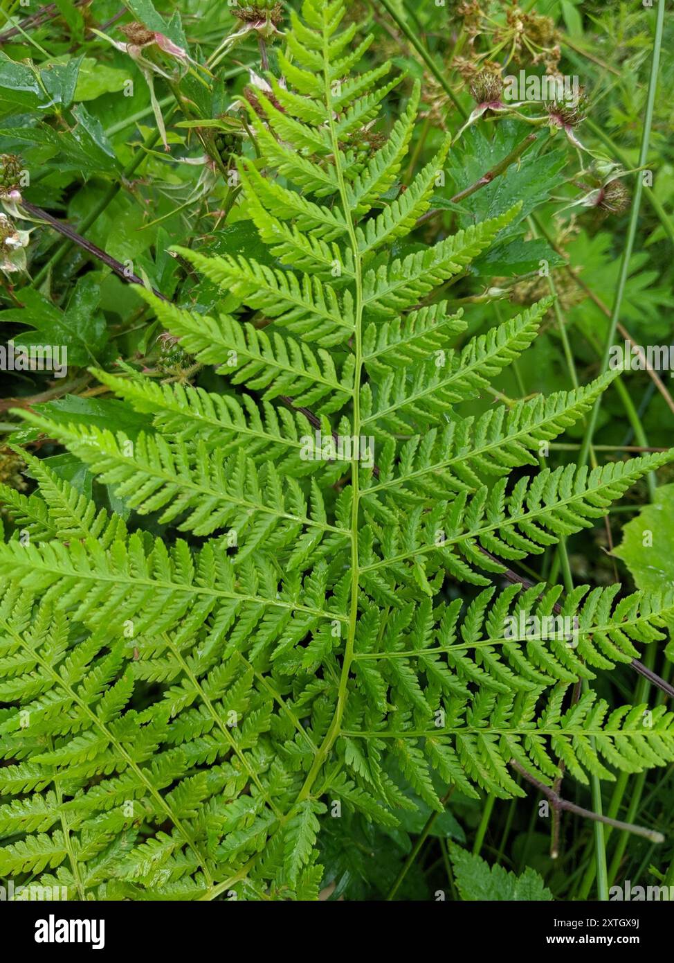 lady fern (Athyrium filix-femina) Plantae Stock Photo - Alamy