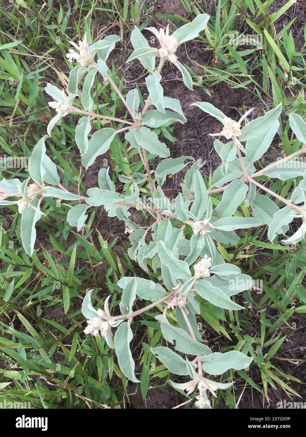 Lindheimer's Doveweed (Croton lindheimeri) Plantae Stock Photo - Alamy