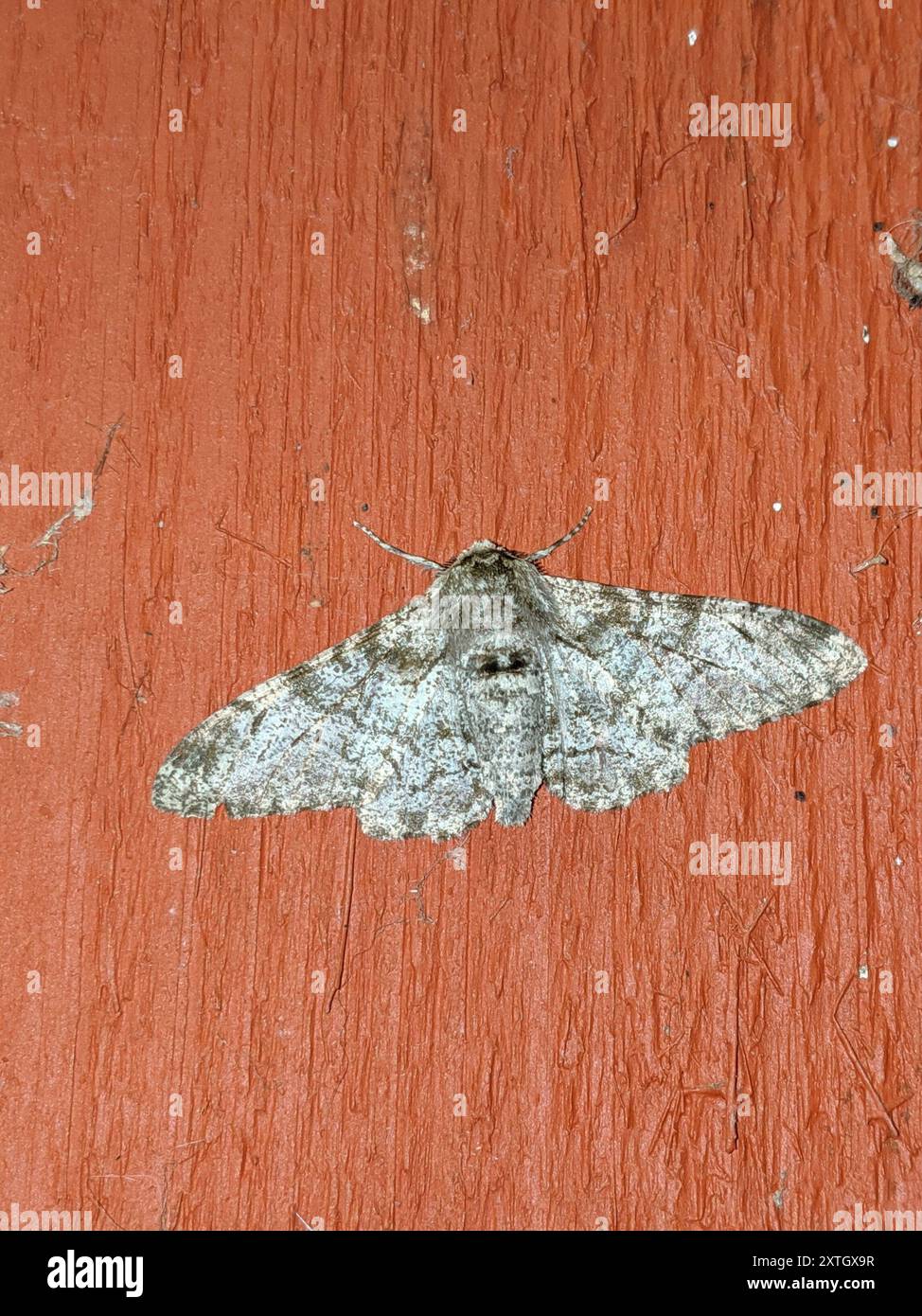 Peppered Moth (Biston betularia) Insecta Stock Photo - Alamy
