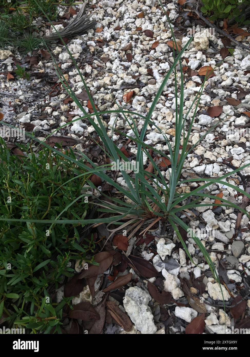 Swamp Flatsedge (Cyperus ligularis) Plantae Stock Photo - Alamy