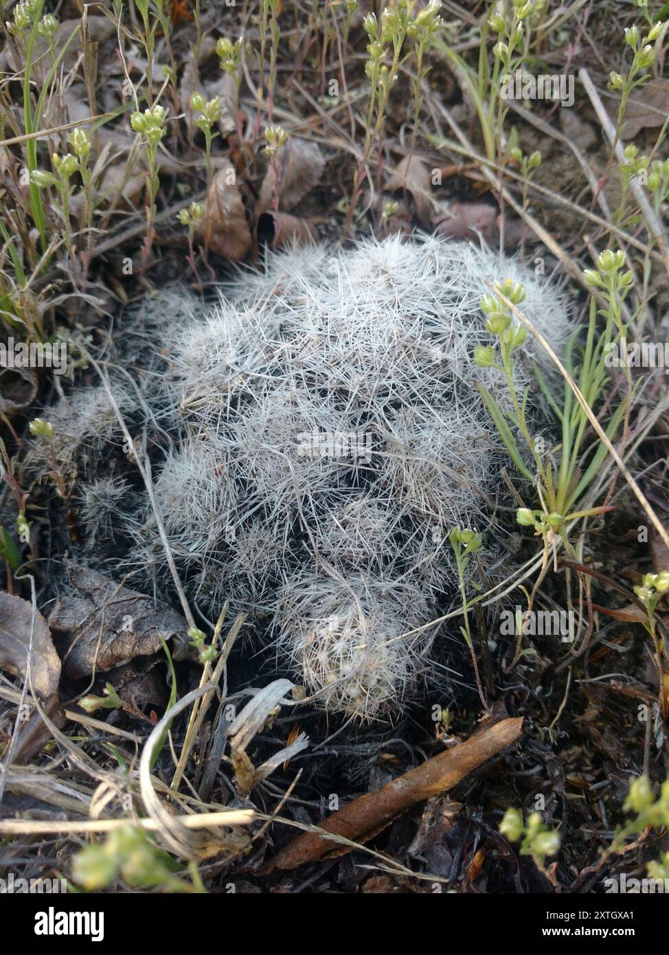 Spinystar (Escobaria vivipara) Plantae Stock Photo - Alamy