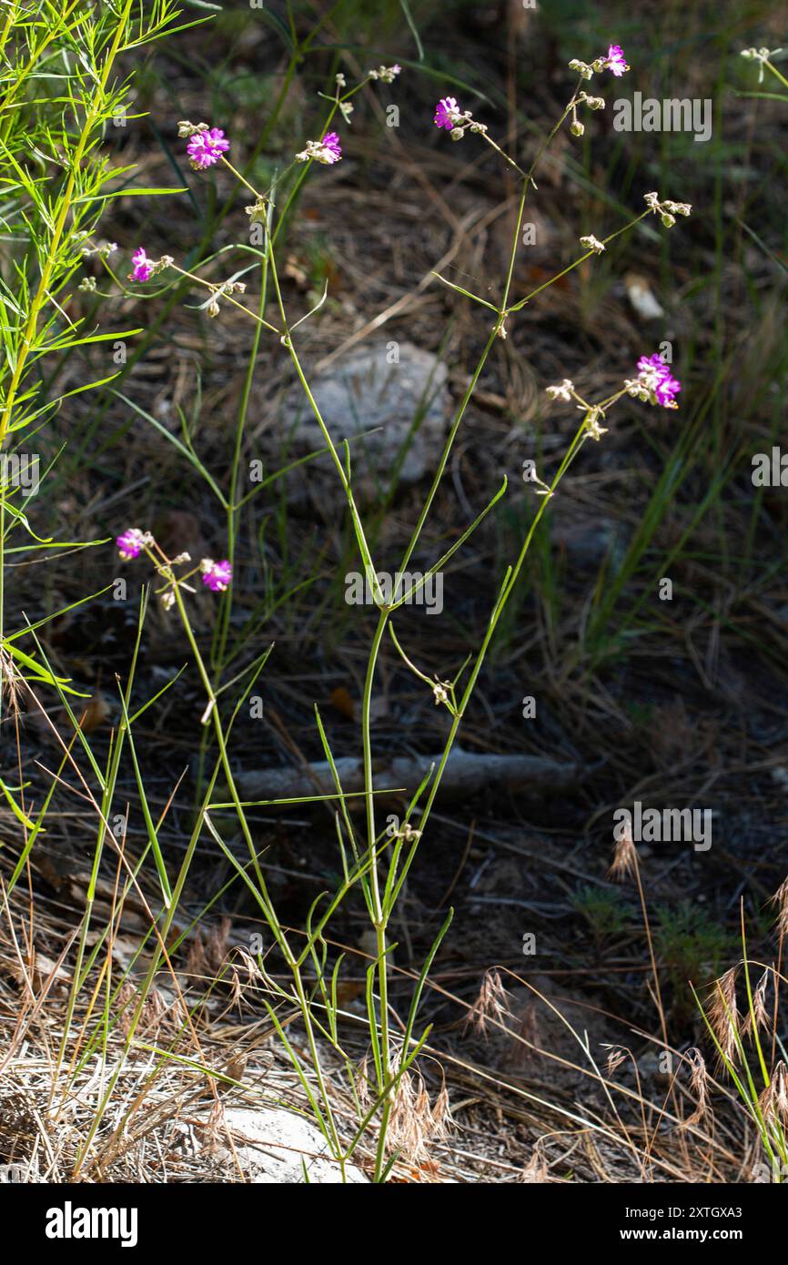 Narrowleaf Four o'Clock (Mirabilis linearis) Plantae Stock Photo - Alamy