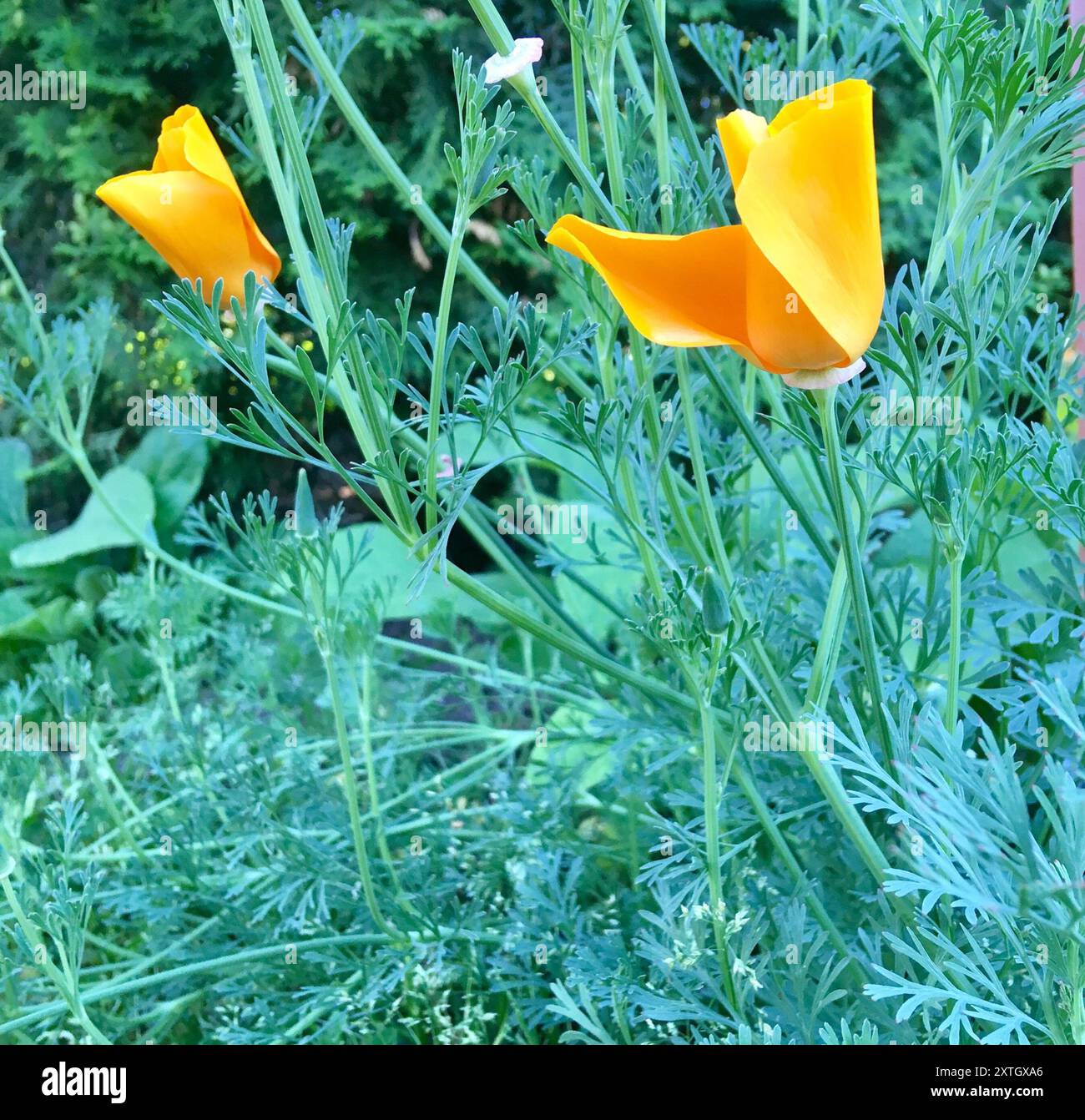 California poppy (Eschscholzia californica) Plantae Stock Photo - Alamy