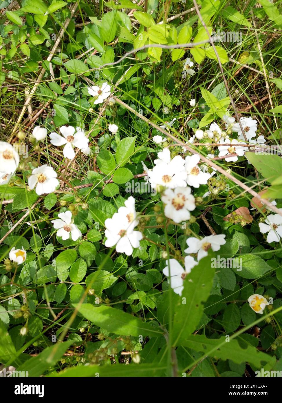 multiflora rose (Rosa multiflora) Plantae Stock Photo - Alamy