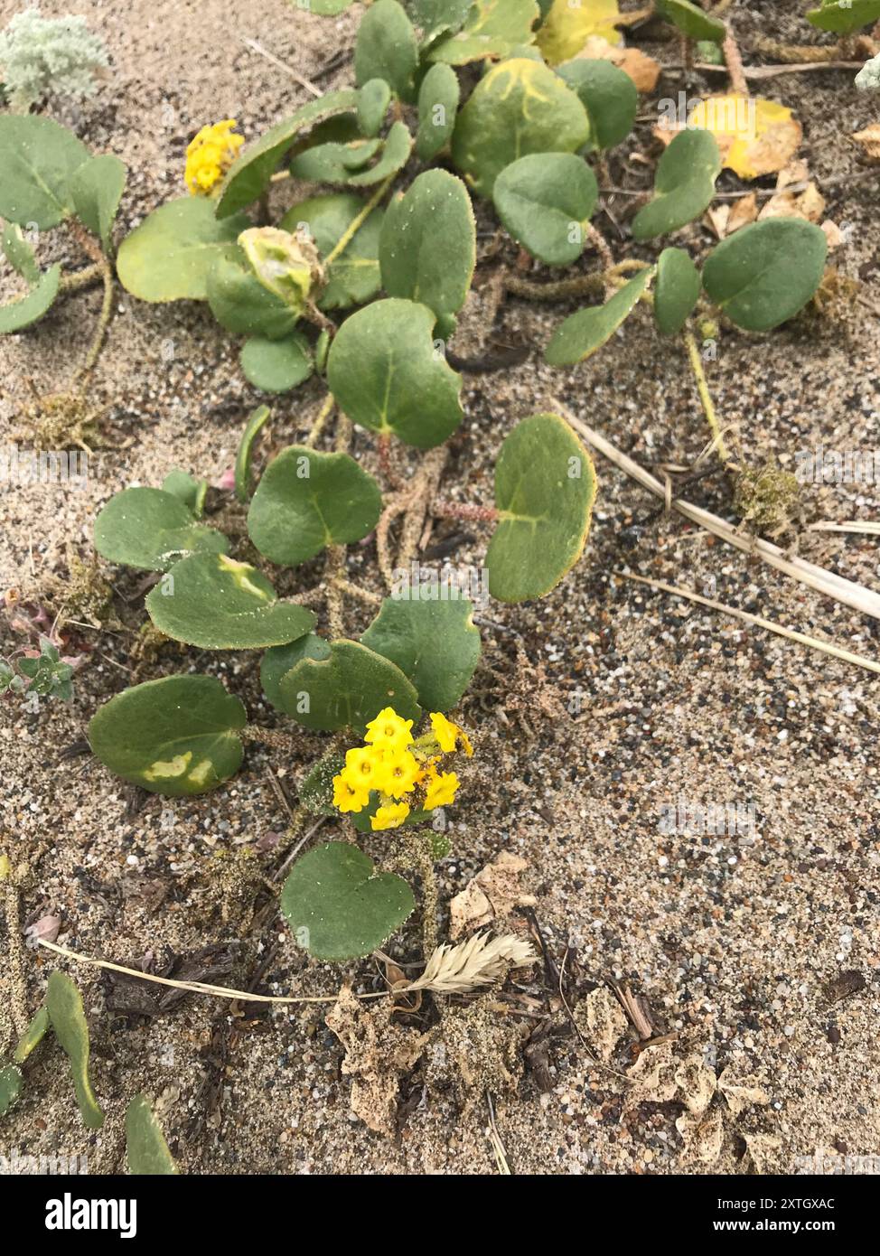 Yellow Sand Verbena (Abronia latifolia) Plantae Stock Photo - Alamy