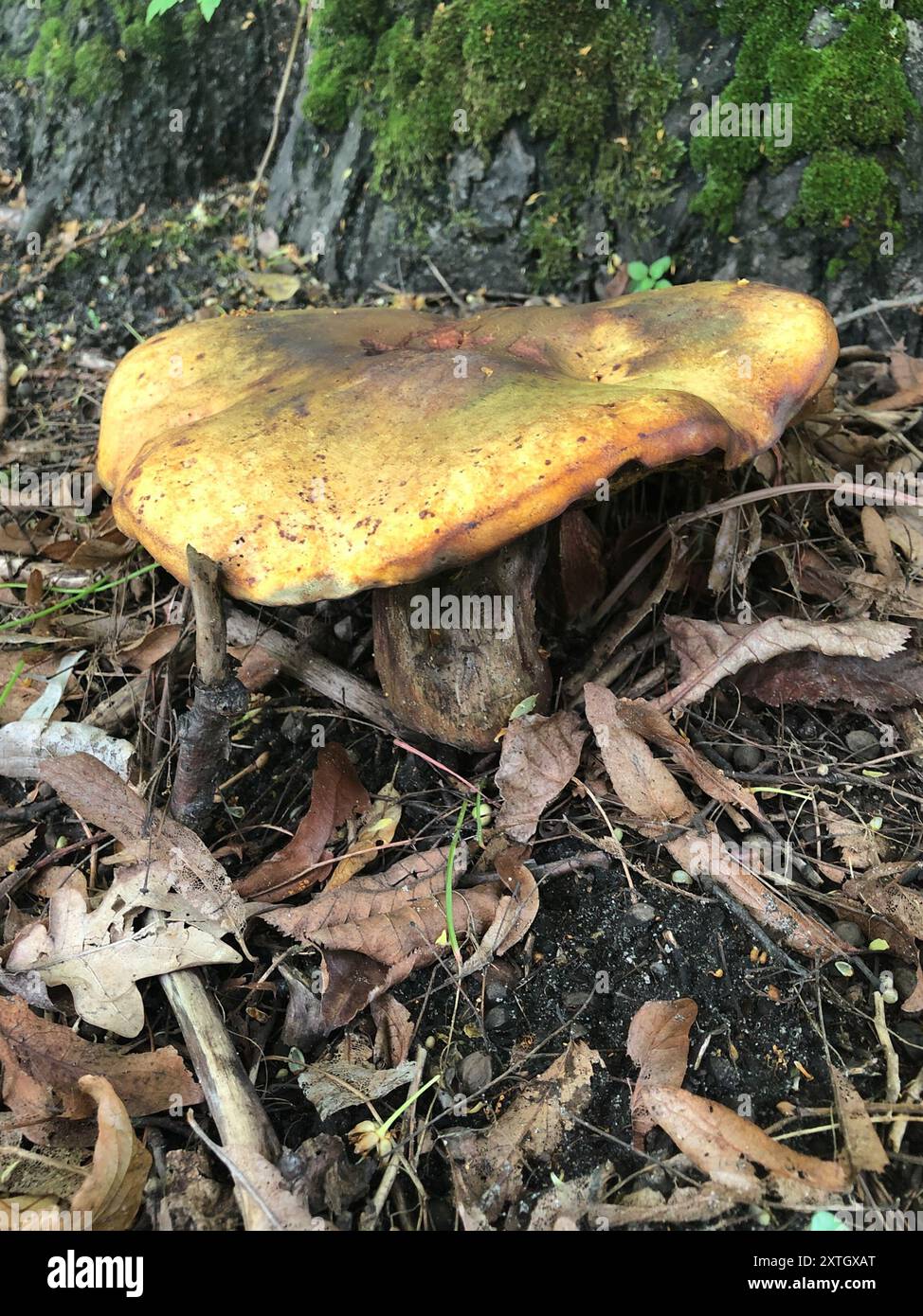 boletes (Boletaceae) Fungi Stock Photo - Alamy