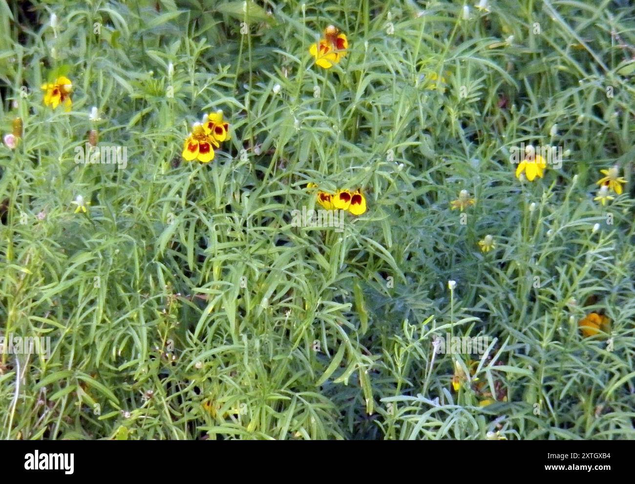 upright prairie coneflower (Ratibida columnifera) Plantae Stock Photo ...