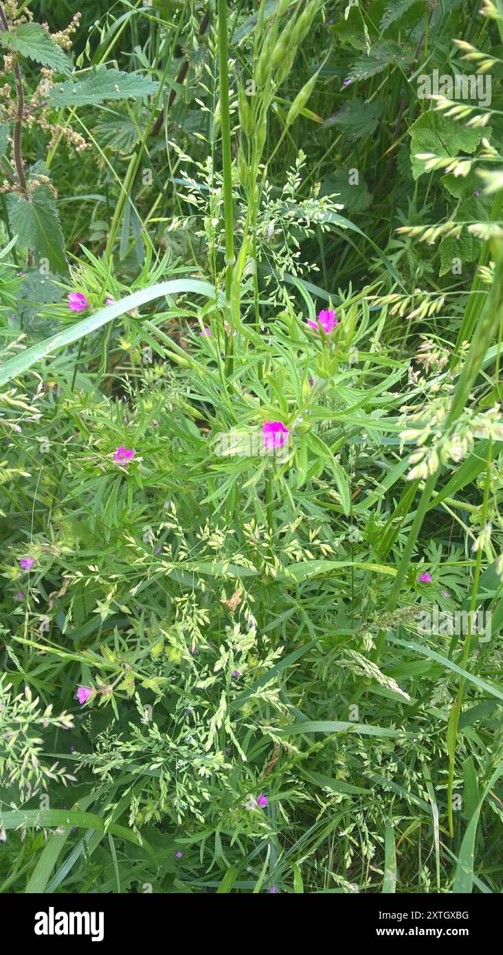 Cut-leaved crane's-bill (Geranium dissectum) Plantae Stock Photo - Alamy