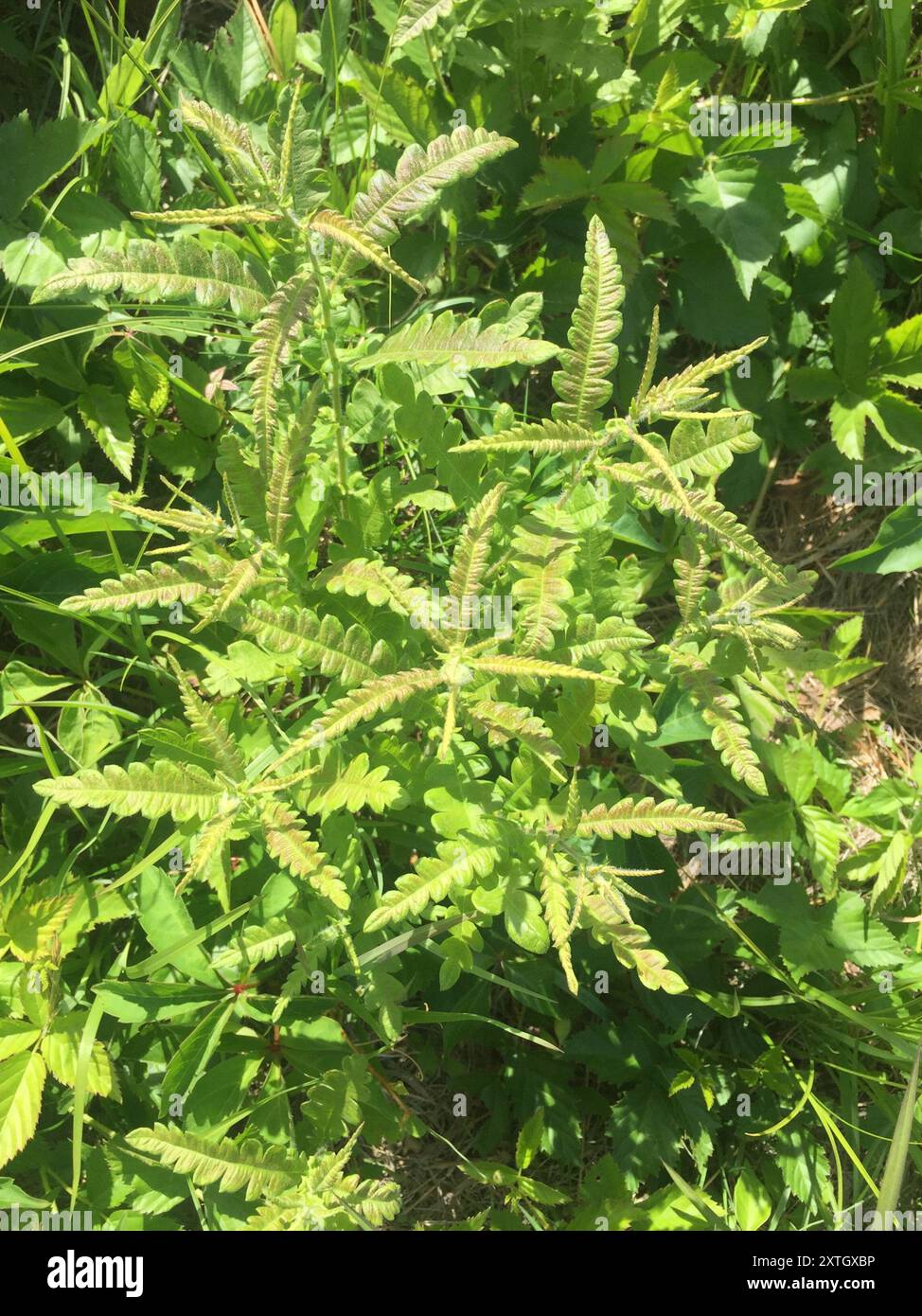 sweetfern (Comptonia peregrina) Plantae Stock Photo - Alamy