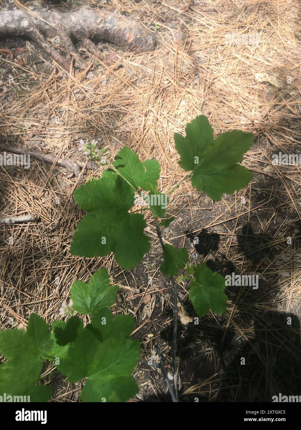currants and gooseberries (Ribes) Plantae Stock Photo - Alamy