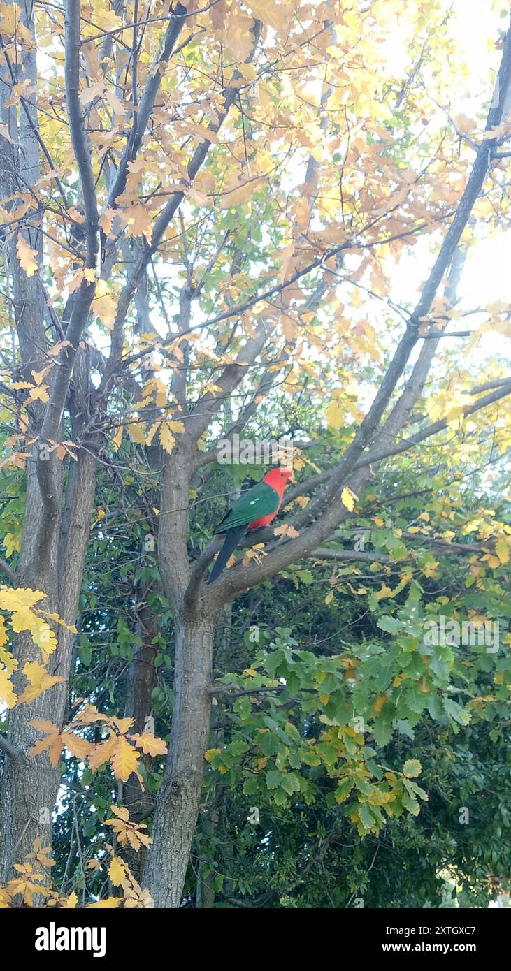 Australian King Parrot (Alisterus scapularis) Aves Stock Photo - Alamy