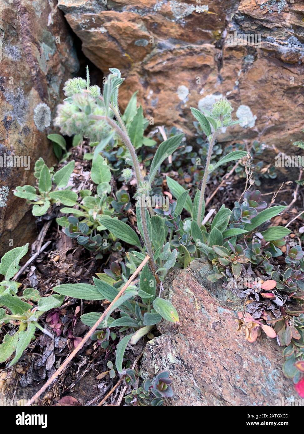 Scorpionweeds (Phacelia) Plantae Stock Photo - Alamy