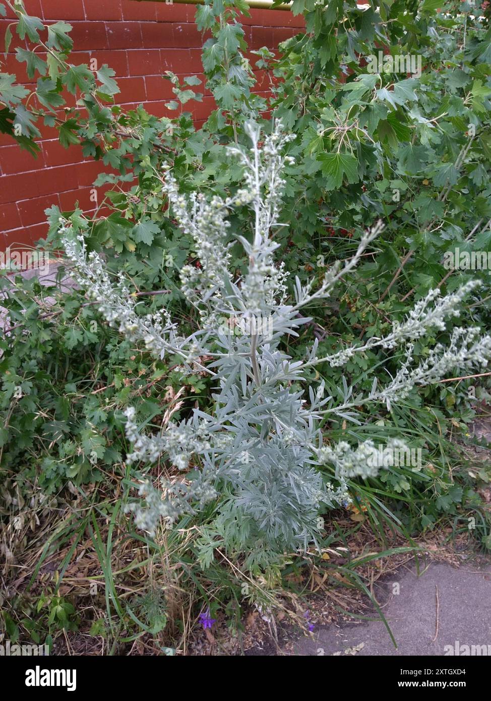 absinthe wormwood (Artemisia absinthium) Plantae Stock Photo - Alamy