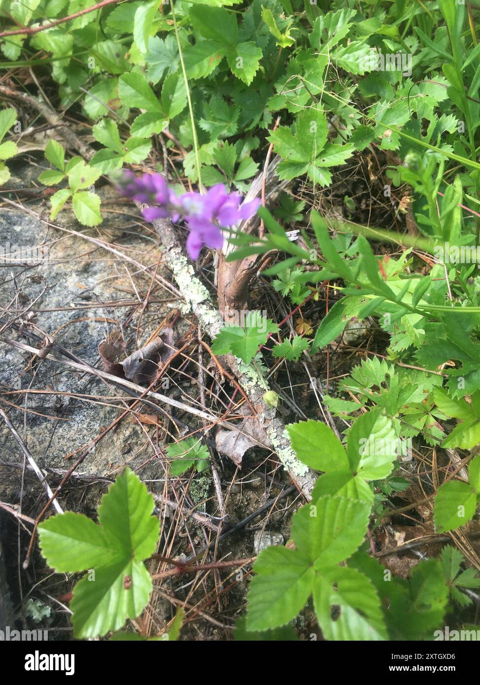 racemed milkwort (Polygala polygama) Plantae Stock Photo - Alamy