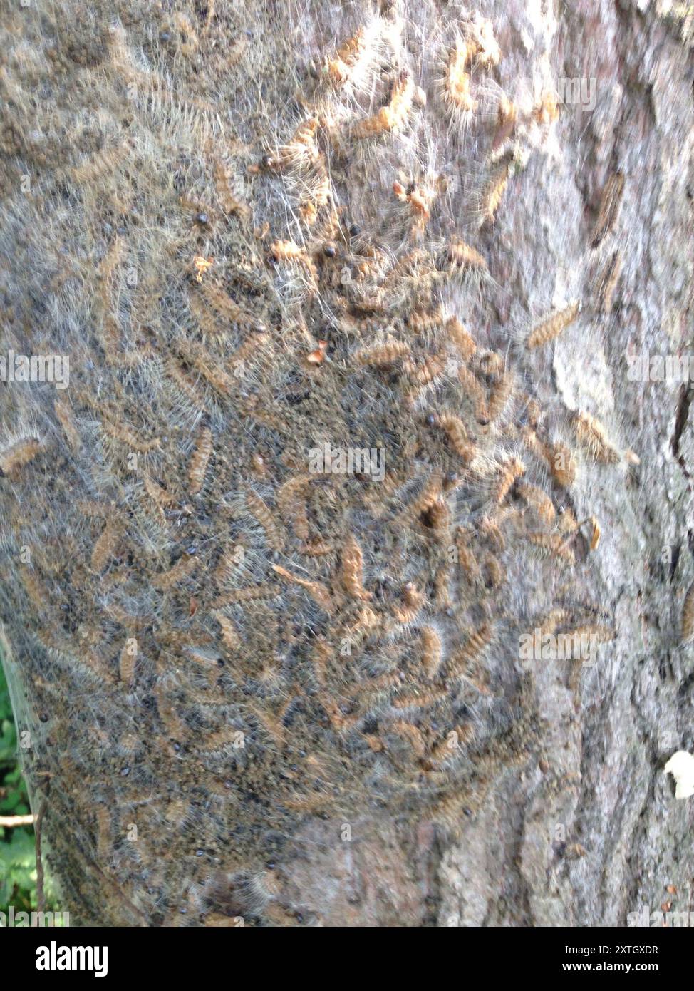 Oak Processionary (Thaumetopoea processionea) Insecta Stock Photo - Alamy