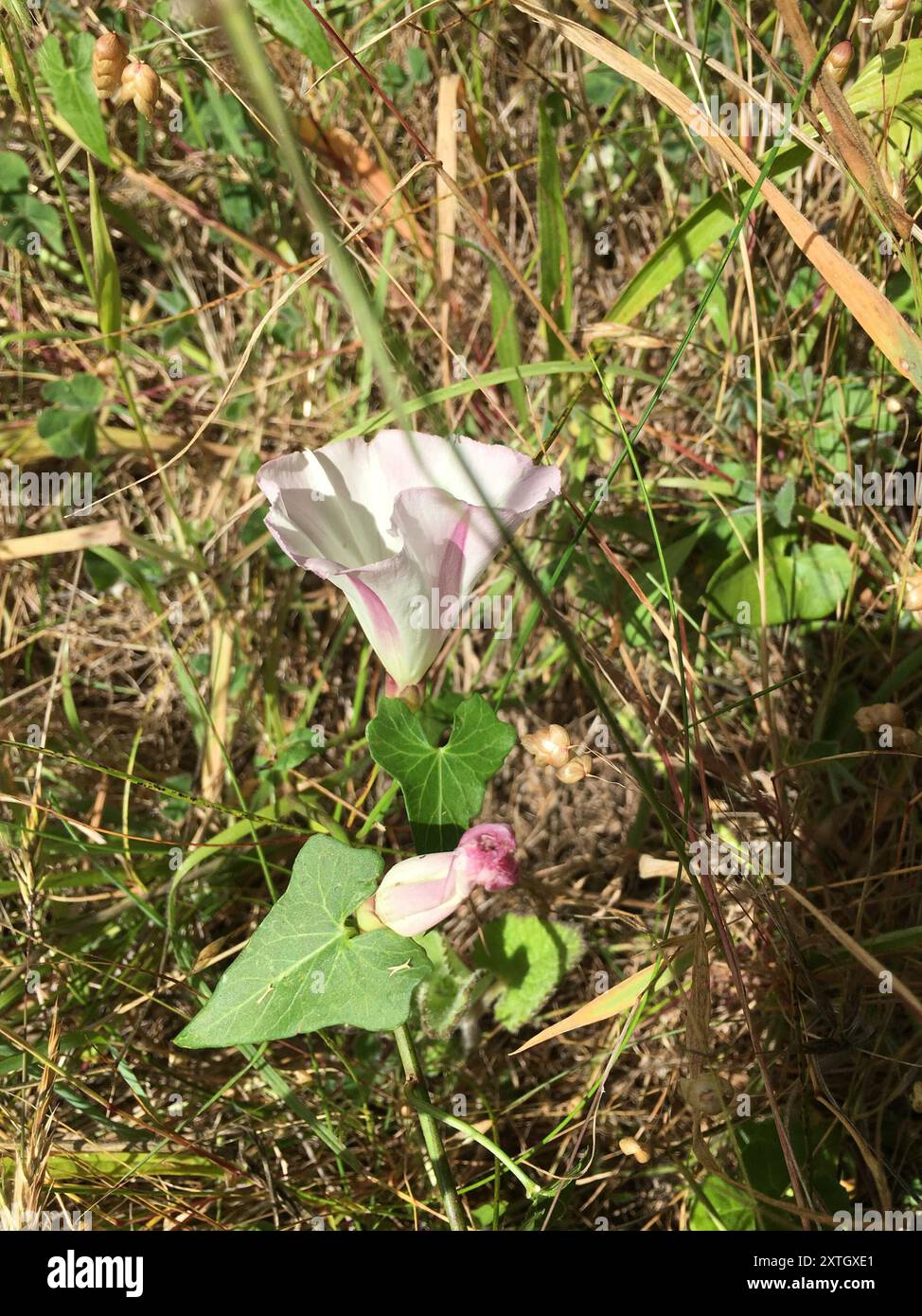 Pacific False Bindweed (Calystegia purpurata) Plantae Stock Photo - Alamy