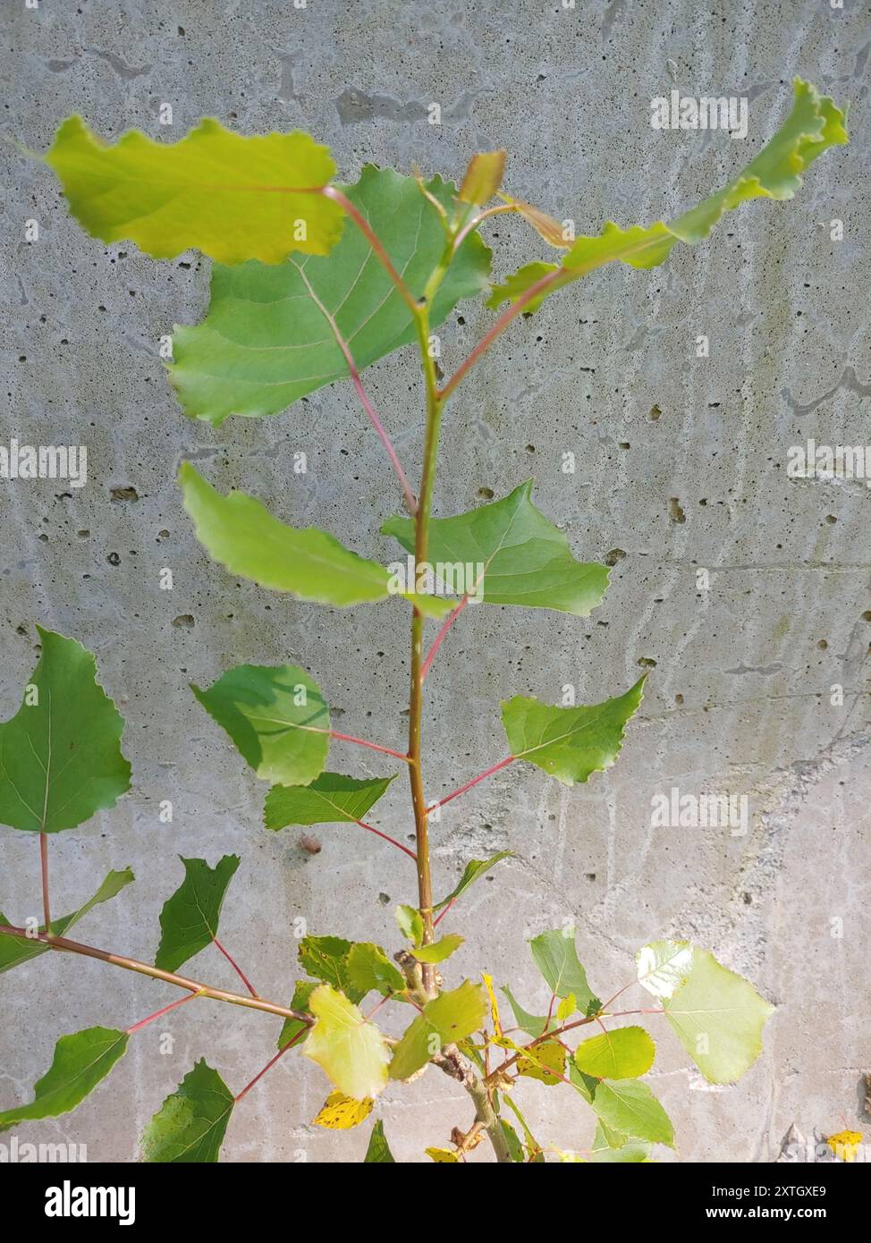 Eastern Cottonwood (Populus deltoides) Plantae Stock Photo - Alamy