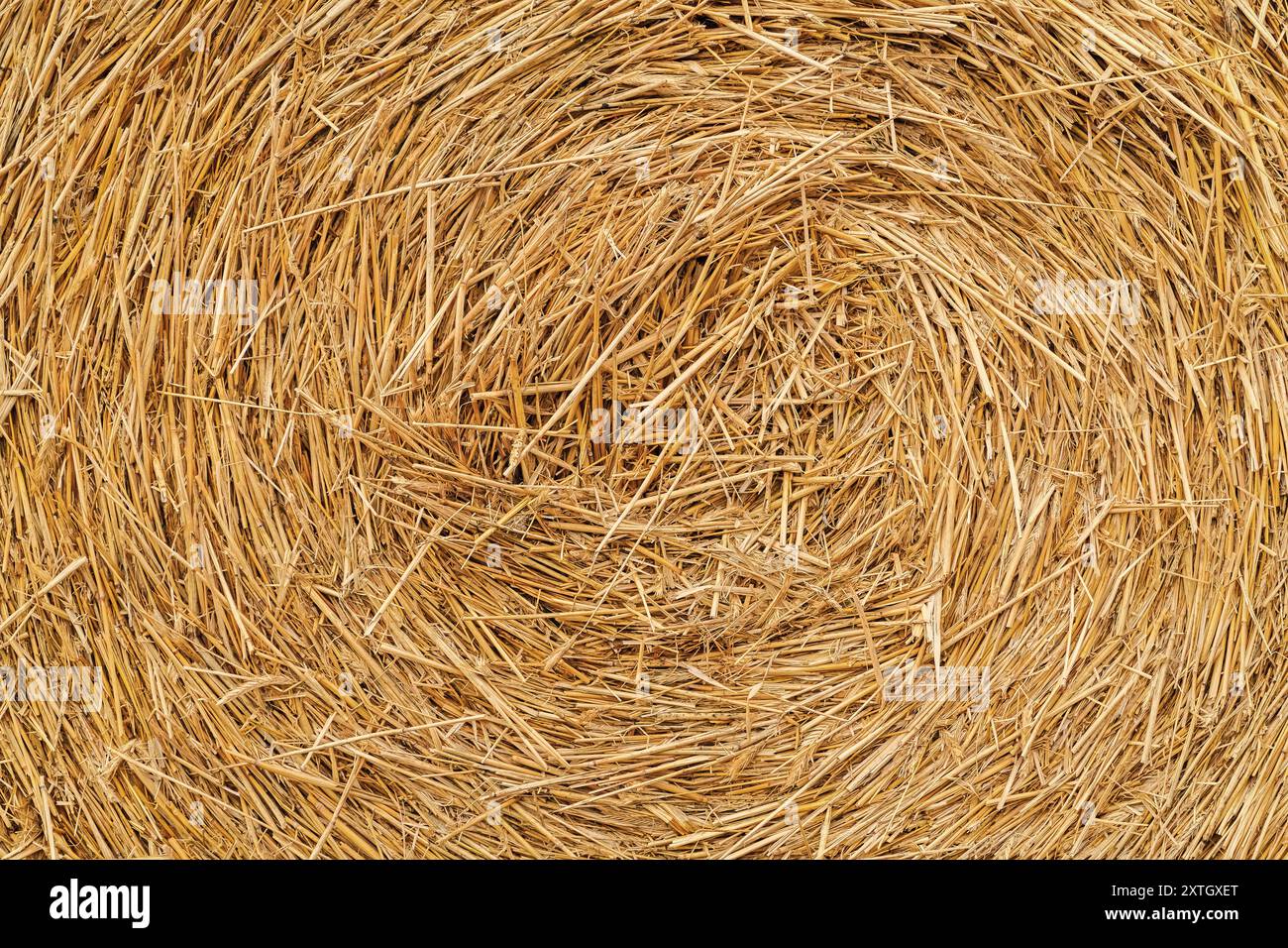 rural autumn with hay. straw summer background. haystack straw prepared ...