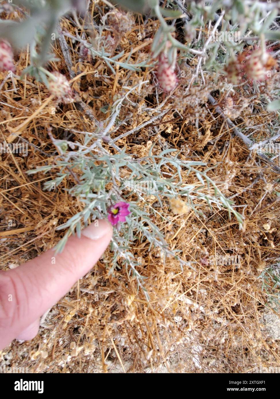 Littleleaf Rhatany (Krameria erecta) Plantae Stock Photo - Alamy