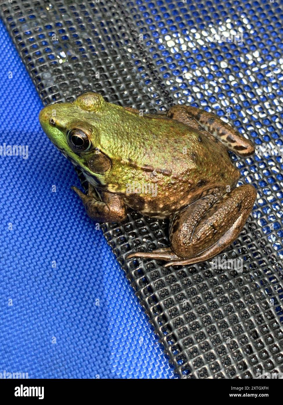 Green Frog (Lithobates clamitans) Amphibia Stock Photo - Alamy