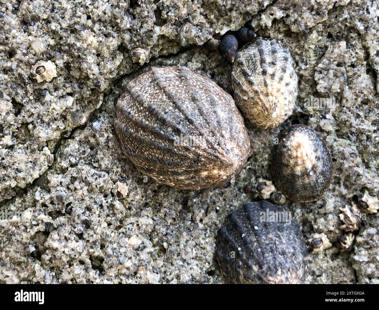 Fingered Limpet (Lottia digitalis) Mollusca Stock Photo - Alamy