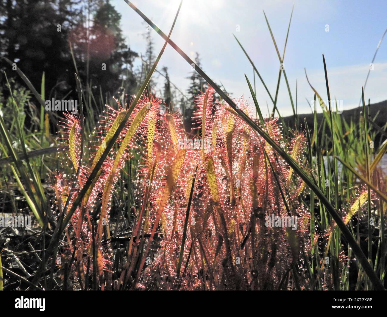 Great Sundew (Drosera anglica) Plantae Stock Photo - Alamy