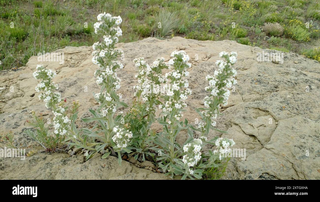 Cockscomb Oreocarya (Oreocarya glomerata) Plantae Stock Photo - Alamy