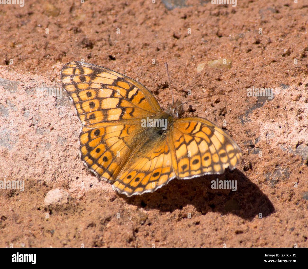 Variegated Fritillary (Euptoieta claudia) Insecta Stock Photo - Alamy