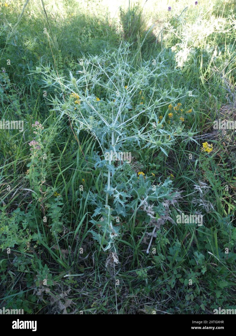 Field Eryngo (Eryngium campestre) Plantae Stock Photo - Alamy