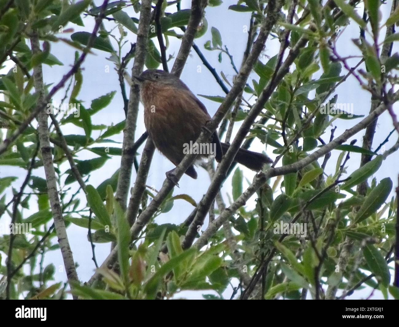 Wrentit (Chamaea fasciata) Aves Stock Photo - Alamy