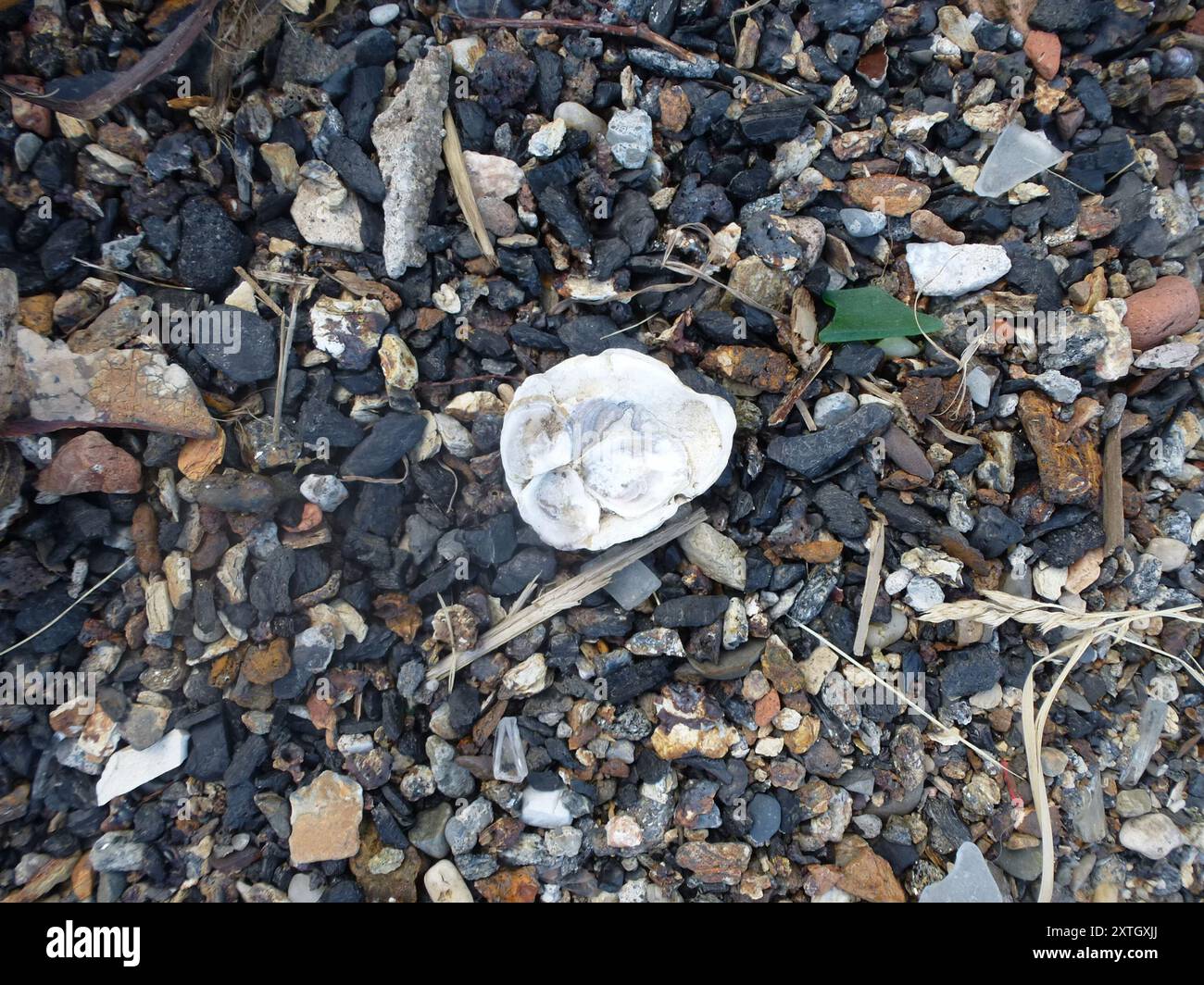 Eastern Oyster (Crassostrea virginica) Mollusca Stock Photo - Alamy