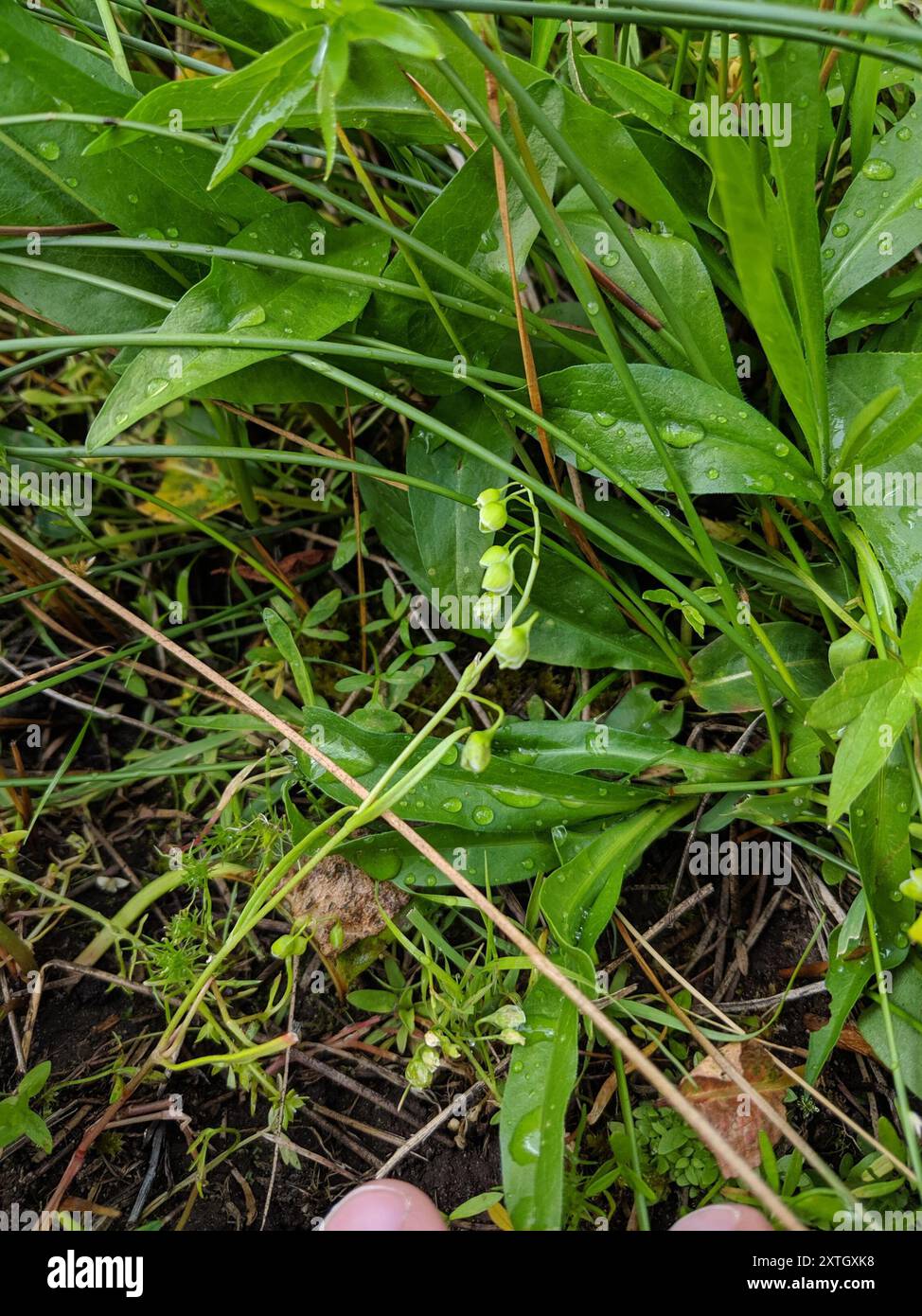 Narrow-leaved Montia (Montia linearis) Plantae Stock Photo - Alamy