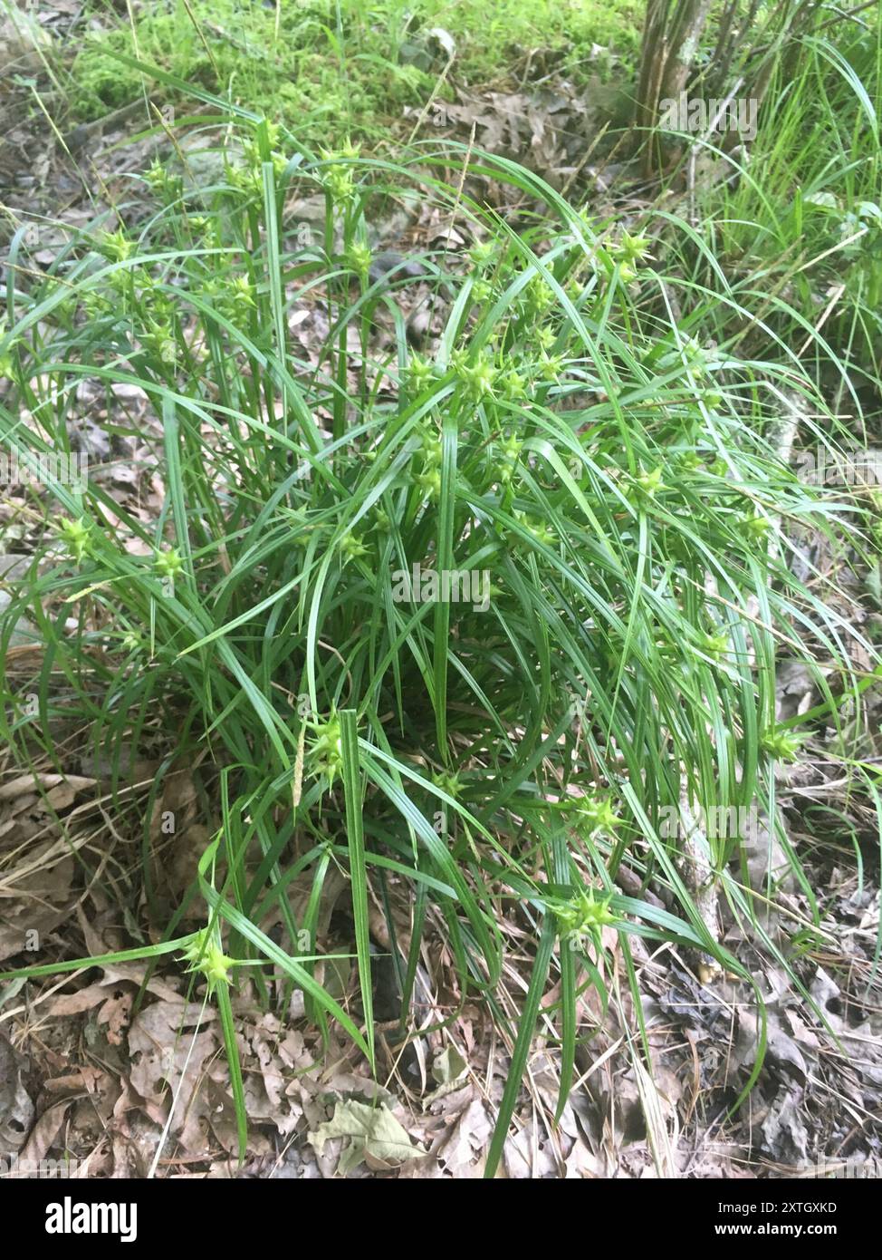 bladder sedge (Carex intumescens) Plantae Stock Photo - Alamy