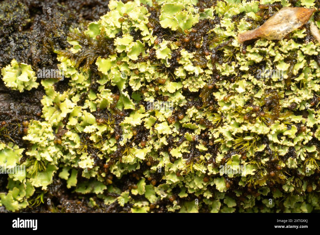 common lichens (Lecanoromycetes) Fungi Stock Photo - Alamy