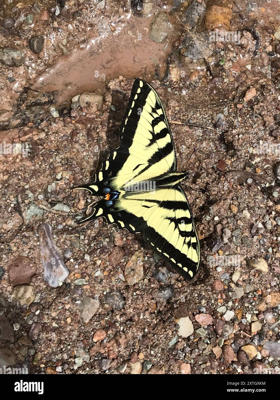 Western Tiger Swallowtail (Papilio rutulus) Insecta Stock Photo - Alamy
