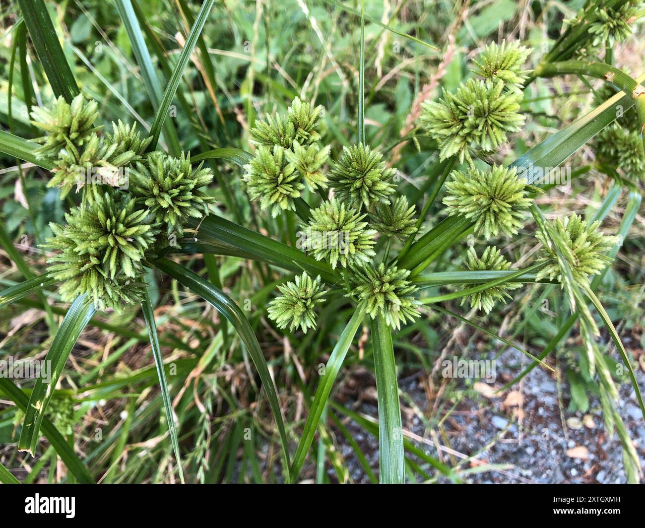 tall flatsedge (Cyperus eragrostis) Plantae Stock Photo - Alamy