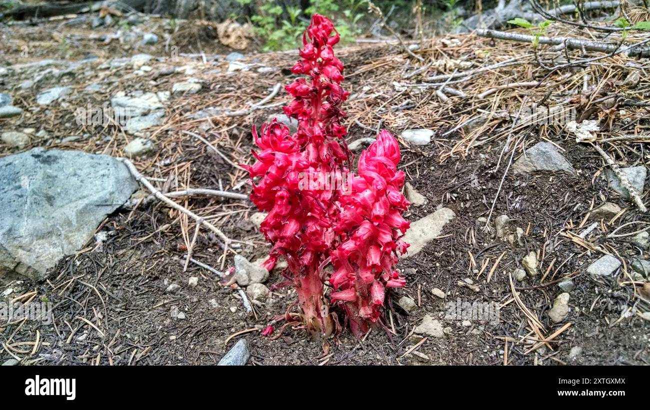 Snowplant (Sarcodes sanguinea) Plantae Stock Photo - Alamy