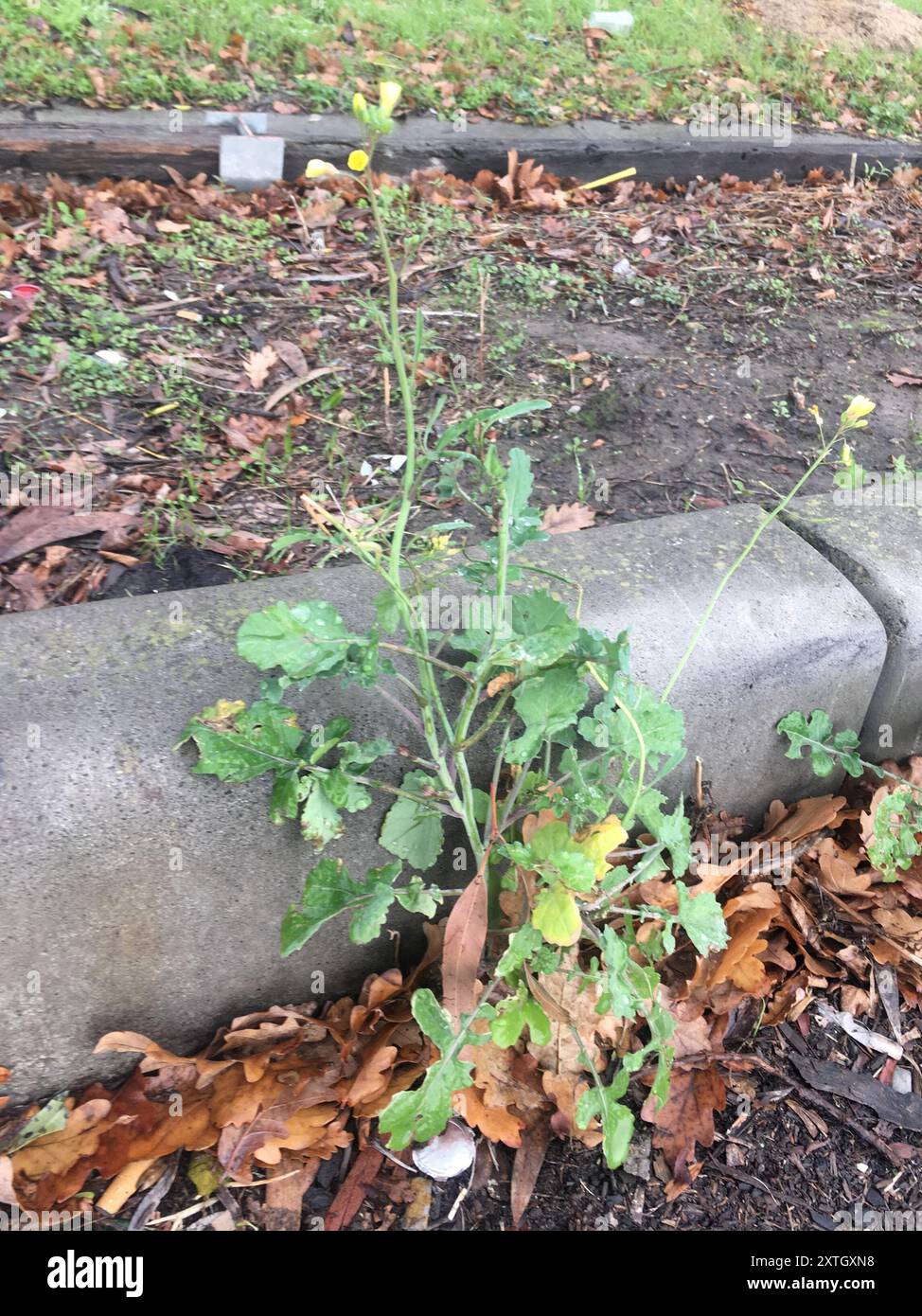 mustard family (Brassicaceae) Plantae Stock Photo - Alamy