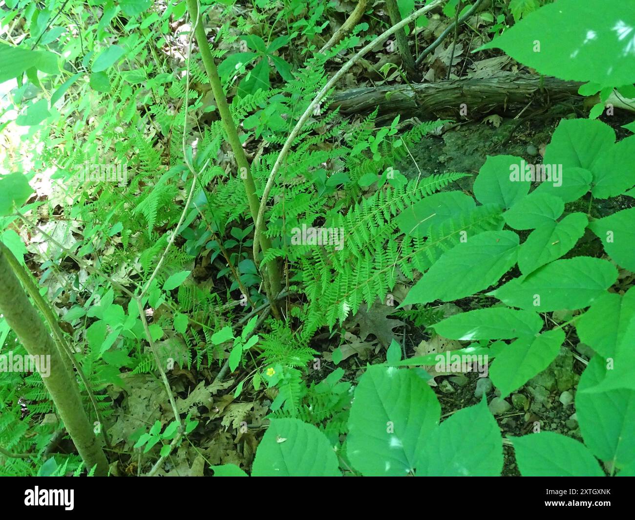 bulblet fern (Cystopteris bulbifera) Plantae Stock Photo - Alamy