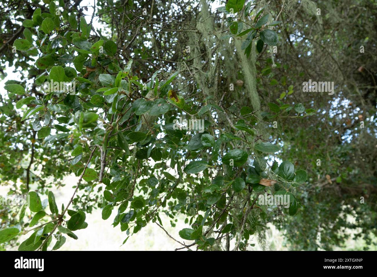 coast live oak (Quercus agrifolia) Plantae Stock Photo - Alamy