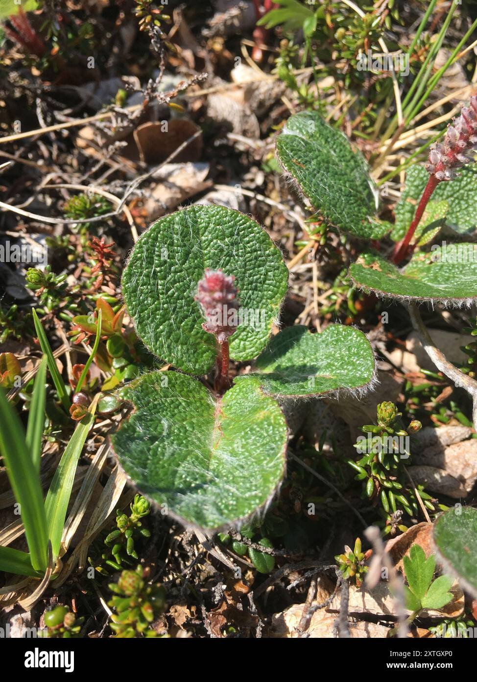 Net-leaved Willow (Salix reticulata) Plantae Stock Photo - Alamy