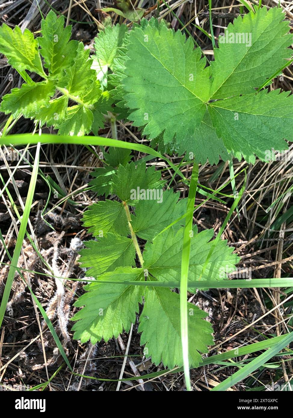 sticky cinquefoil (Drymocallis glandulosa) Plantae Stock Photo - Alamy