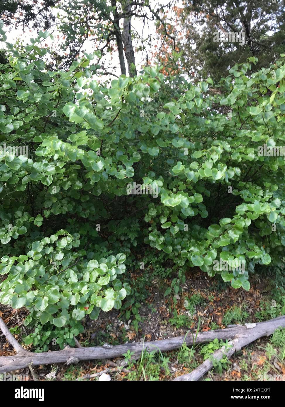 Texas redbud (Cercis canadensis texensis) Plantae Stock Photo - Alamy