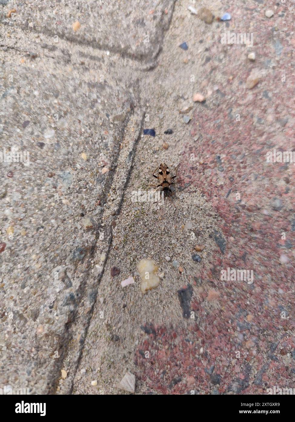 coastal groundbug (Beosus maritimus) Insecta Stock Photo - Alamy