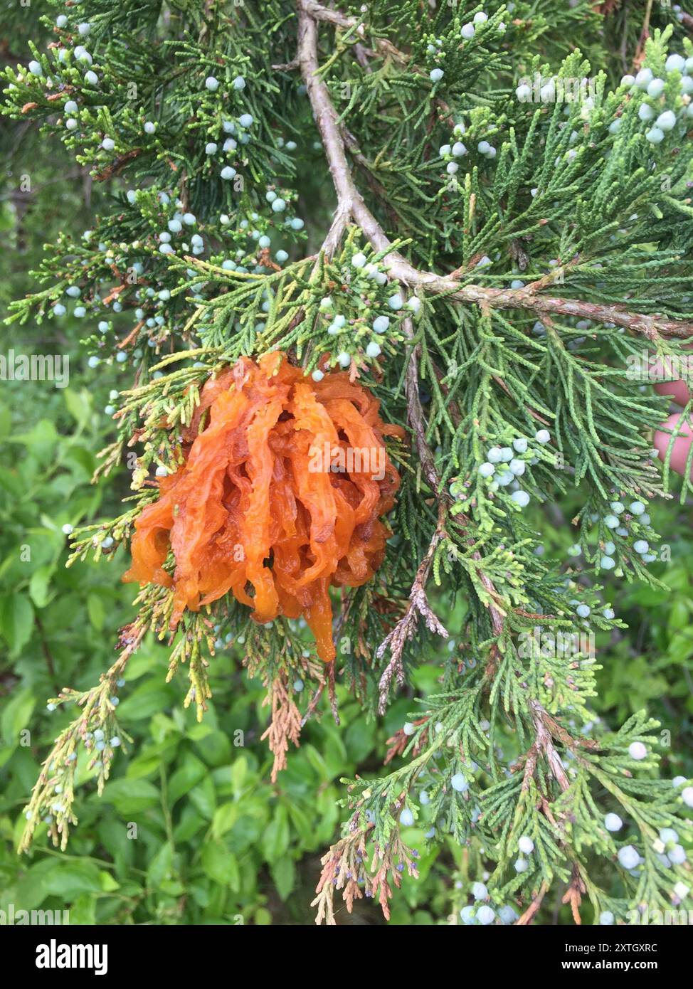 juniper-apple rust (Gymnosporangium juniperi-virginianae) Fungi Stock ...