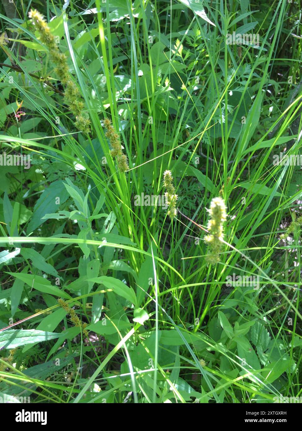 fox sedge (Carex vulpinoidea) Plantae Stock Photo - Alamy