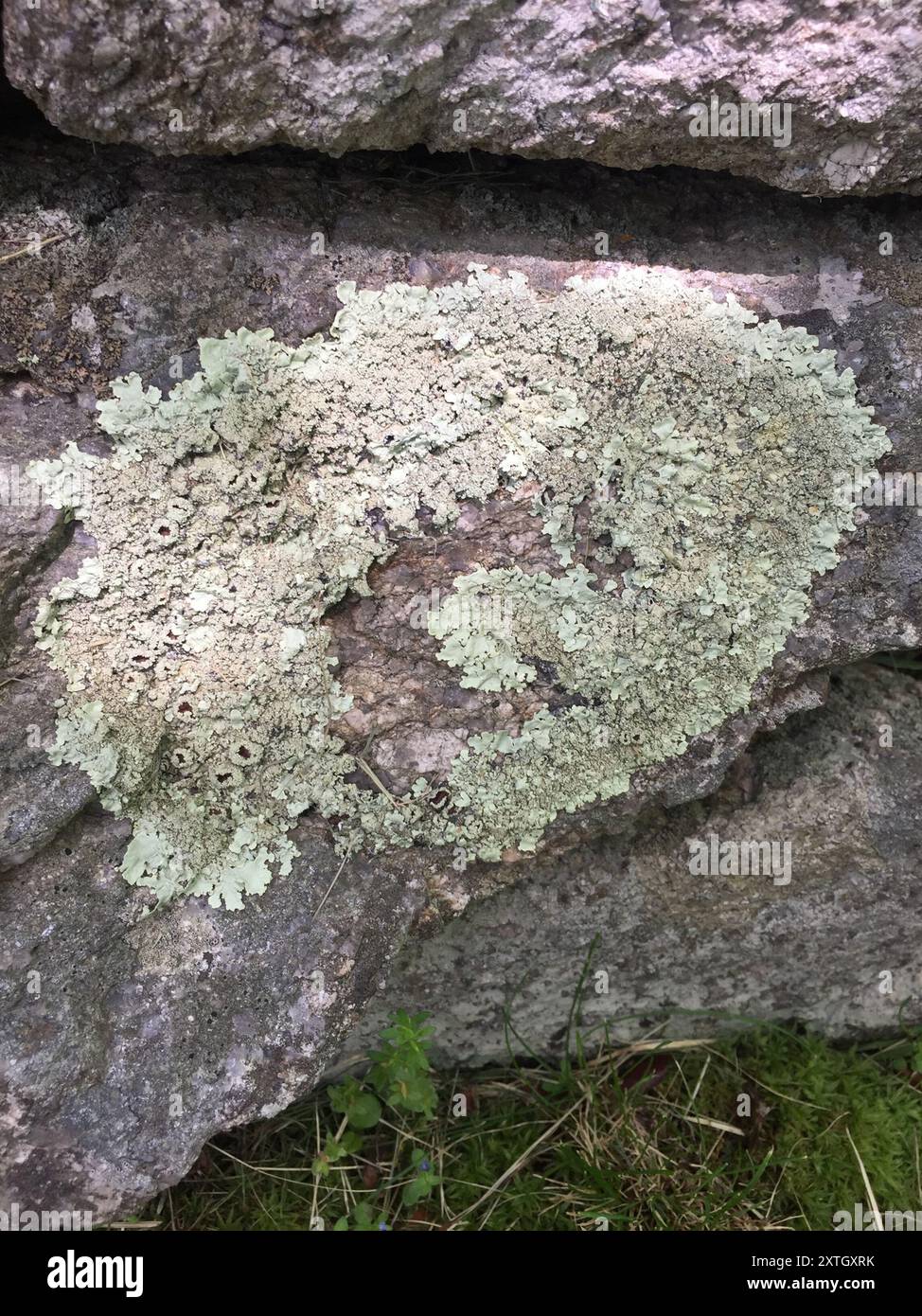 rock greenshield lichen (Flavoparmelia baltimorensis) Fungi Stock Photo ...